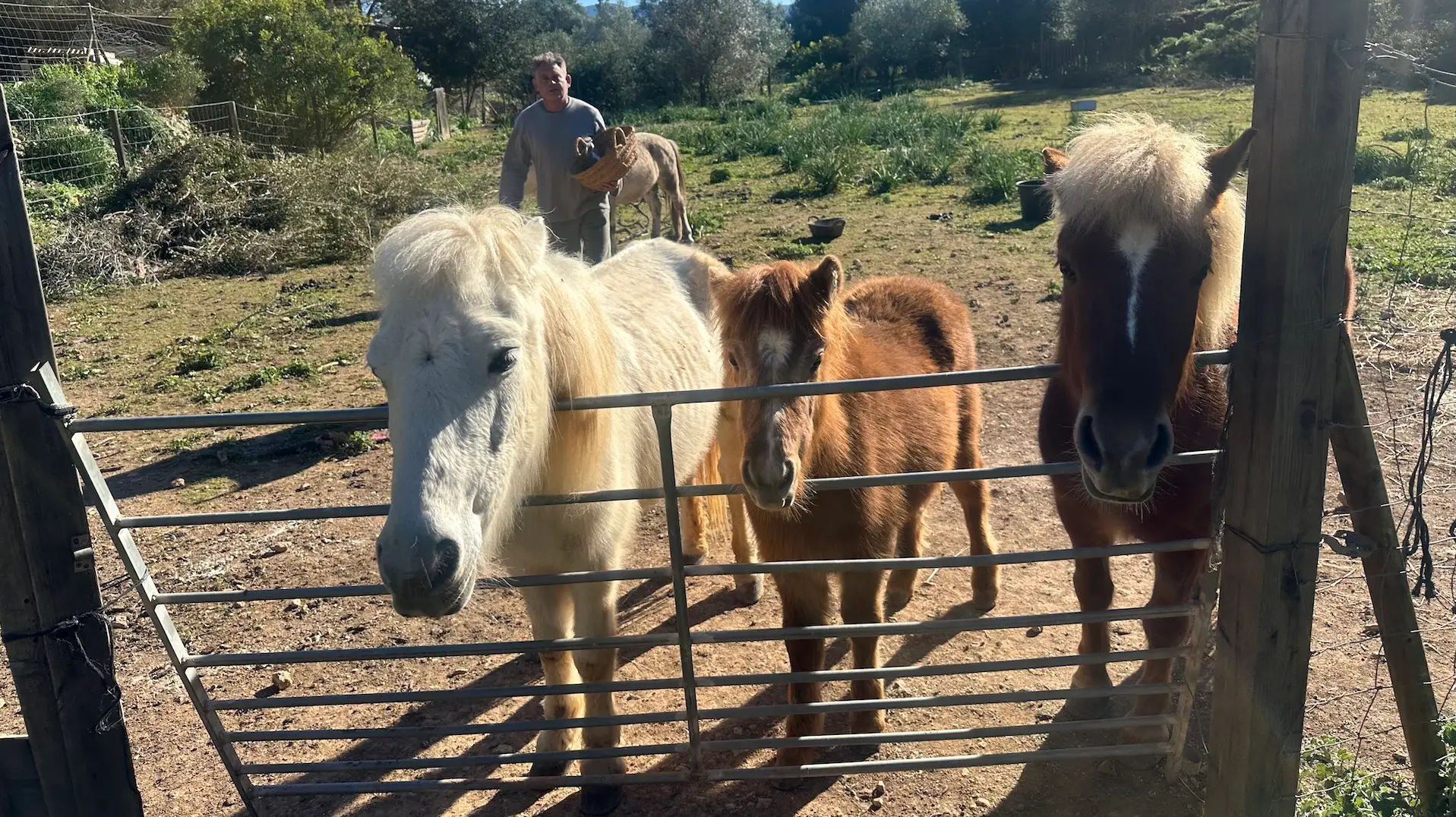Descobreix els encantadors animals de granja de Can Frare Eivissa