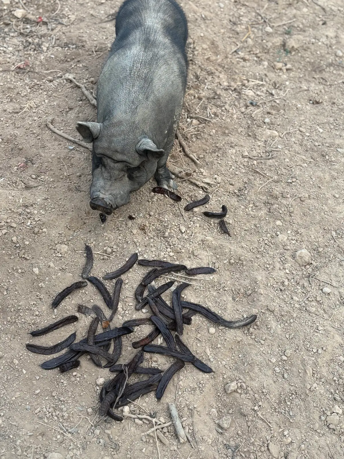 Descobreix els encantadors animals de granja de Can Frare Eivissa